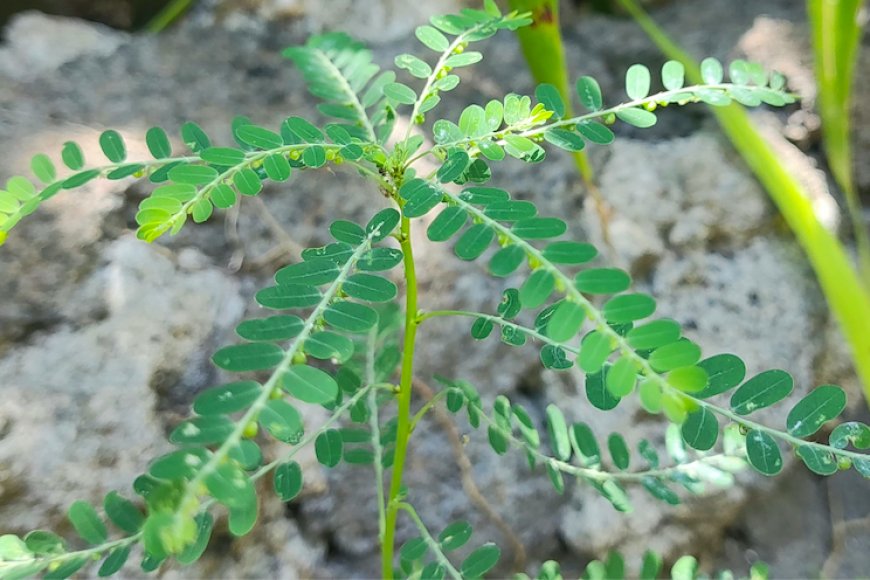 Meniran, Tumbuhan Liar yang Memiliki Banyak Khasiat untuk Tubuh - Bali ...