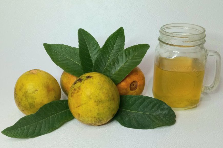 Guava Leaves Are an Effective Medicine for Diarrhea - Bali Padma Bhuwana