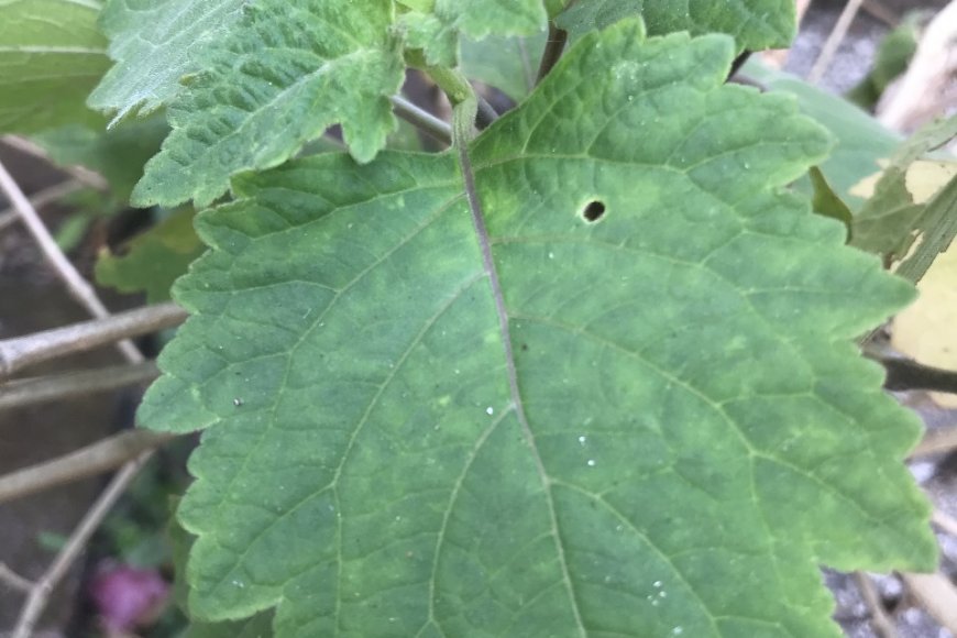 Don Delem : A Remedy and Promising Business Oppotunity - Bali Padma Bhuwana