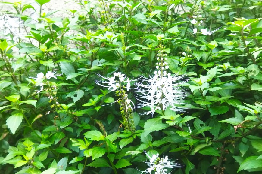 Kidney Tea Plants : An Alternative Treatment for Kidney Stones Without ...