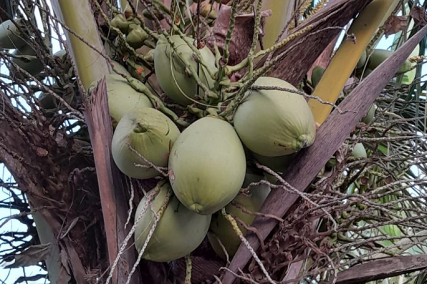 Usada Buduh, to treat mental illness?! - Bali Padma Bhuwana