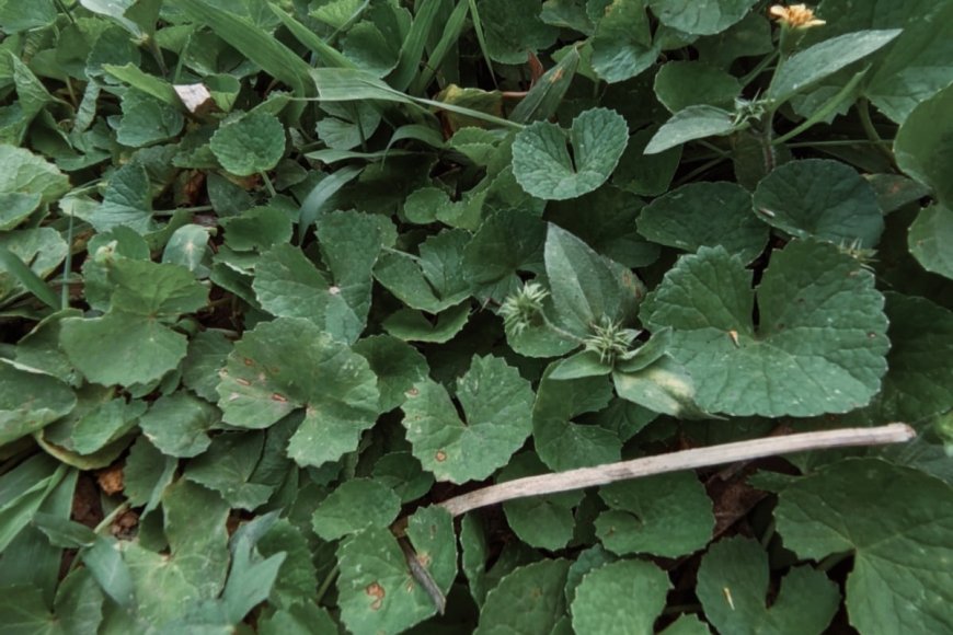 Daun Piduh: Embracing Balinese Wisdom in Traditional Medicine - Bali ...