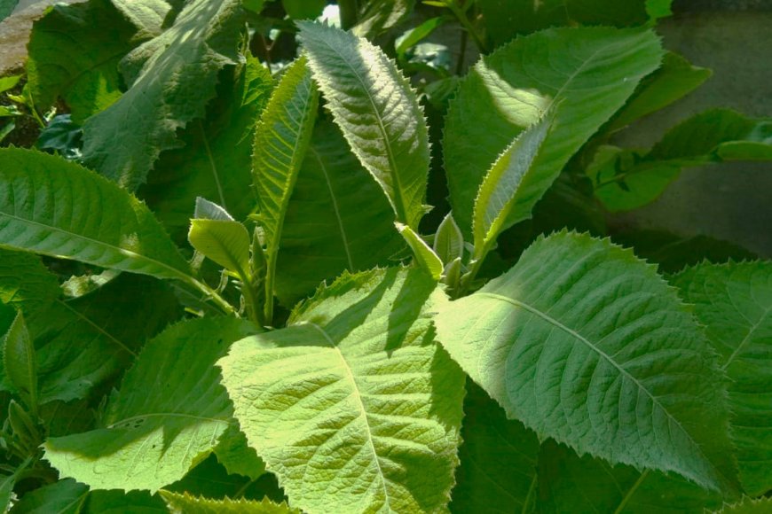 Benefits of Sembung Leaves as a Medicine for Heat and Malaria - Bali ...