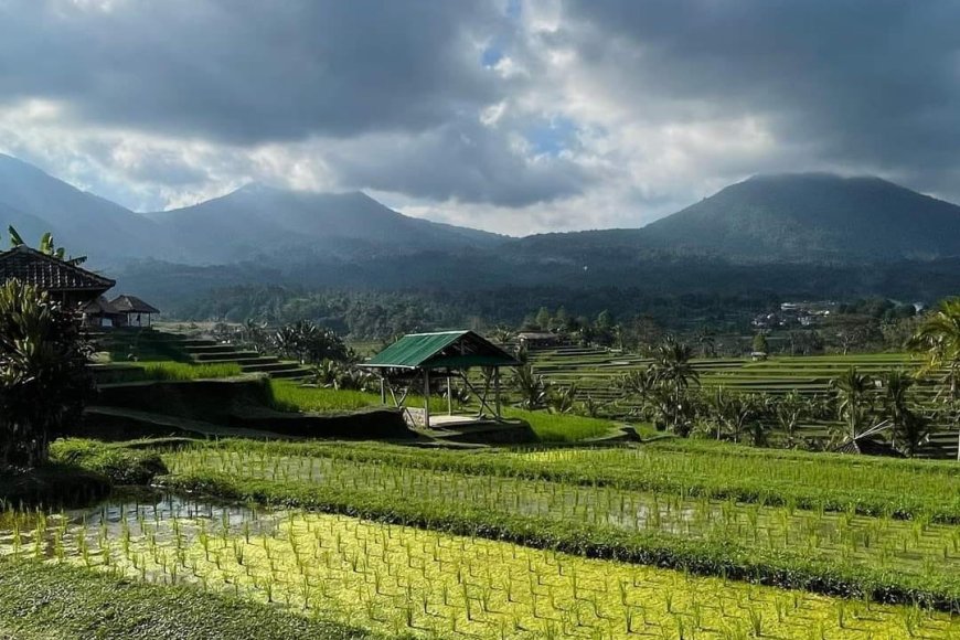 Jatiluwih : Desa Tersohor, ditetapkan UNESCO sebagai Warisan Budaya Dunia - Bali Padma Bhuwana