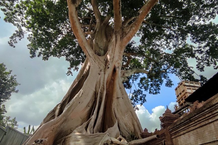 Haunted! The 700 Year Old Giant Eucalyptus Tree is said to often Sing ...