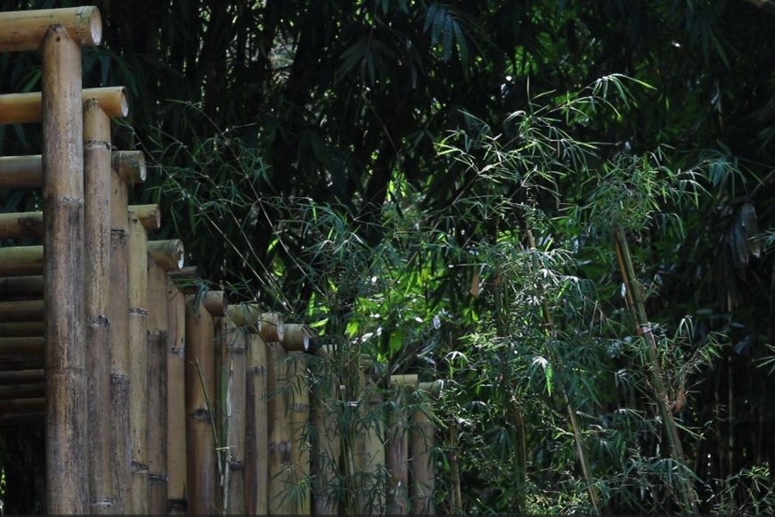The Sacred Bamboo Forest of Penglipuran Village: A Revered Natural ...