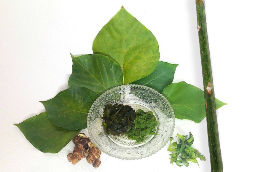 Dadap Tree, Known As The Magic Wood Because Of Its Millions Of Benefits ...