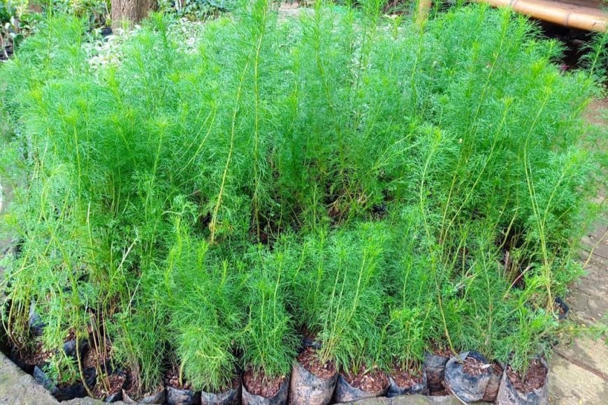 The Efficacy of Fennel Plant as Traditional Balinese Herbal Medicine ...