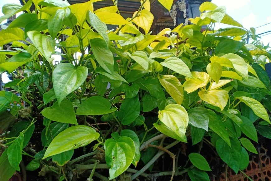 Use of Betel Leaves in Balinese Usadha - Bali Padma Bhuwana