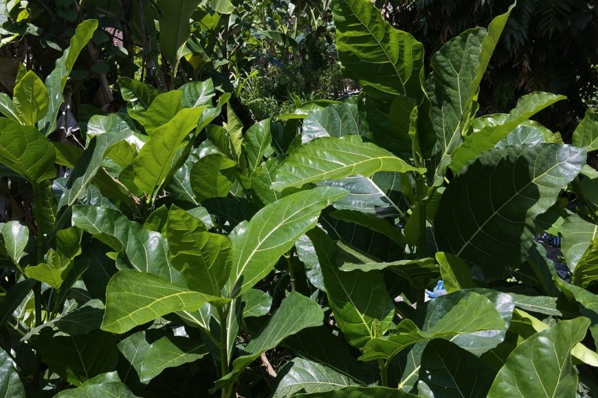 Awar-awar Leaves: Benefits Rarely Known by the Public - Bali Padma Bhuwana