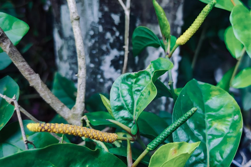 Tabia Bun, The Secret Healing of Epilepsy from Bali's Hidden Natural ...