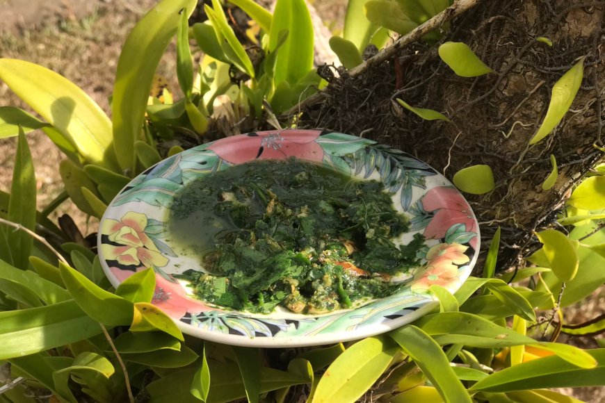 Tuba Jenu Leaves: Traditional Medicinal Ingredient Trusted for Treating ...