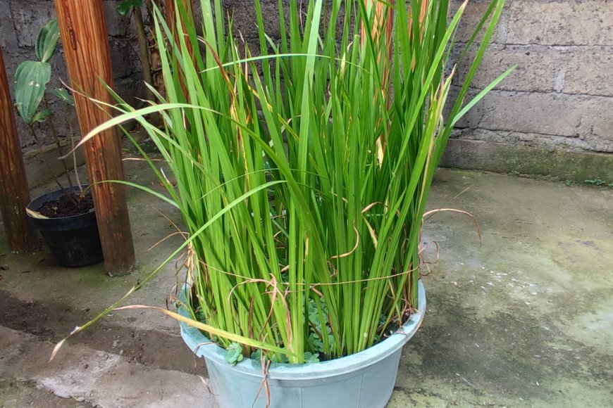 Jangu, Tanaman Air Dengan Bau Khas yang Memiliki Banyak Manfaat - Bali ...