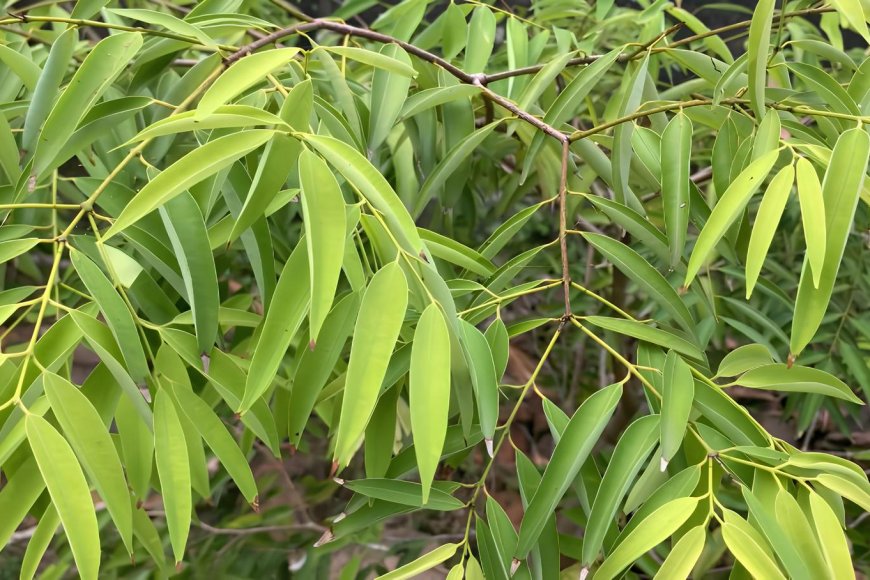 The Nagasari Tree: Revealing Hidden Energy in Balinese Traditional ...