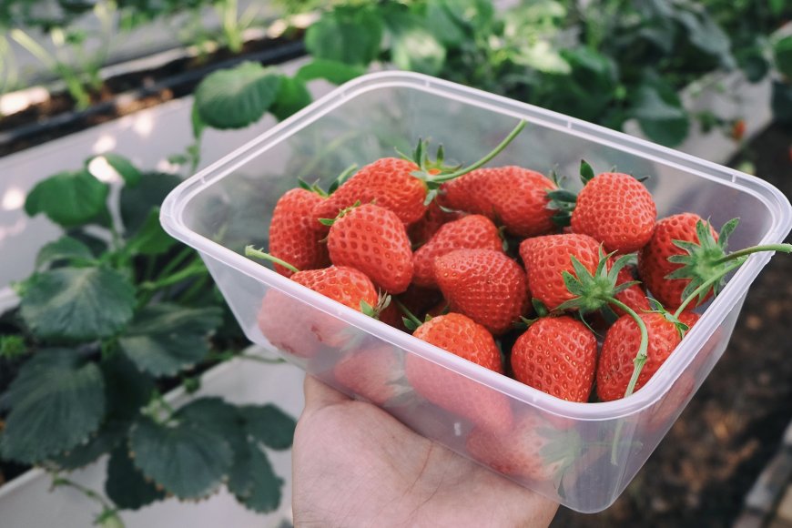 Strawberry Fields Tour in Candikuning Village - Bali Padma Bhuwana