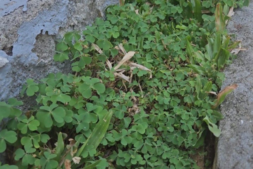 The Benefits of Clover Leaves: Traditional Treatment for Cough and Cold ...