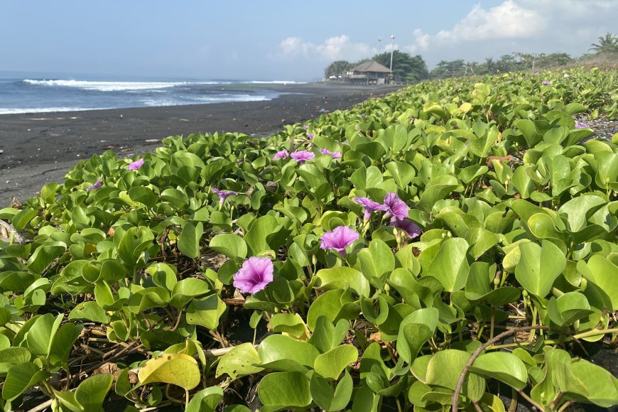 Pantai Betuas: Destinasi Alam dengan Keindahan Bunga yang memikat di ...