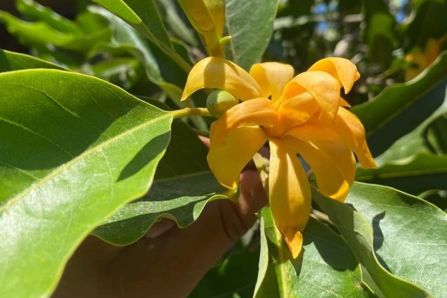 Yellow Champaca in Lontar Usada Taru Pramana: Natural Remedies for ...