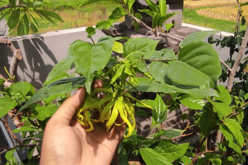 The Root of the Sandat Flower: A Versatile Herbal Remedy for Sprains ...